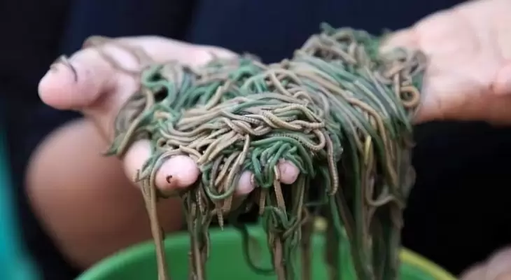 Bau Nyale Festival, a Tradition of Capturing Sea Worms in Lombok