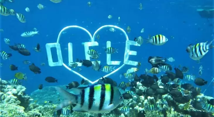 Two Stunning Marine Parks in Tomini Bay