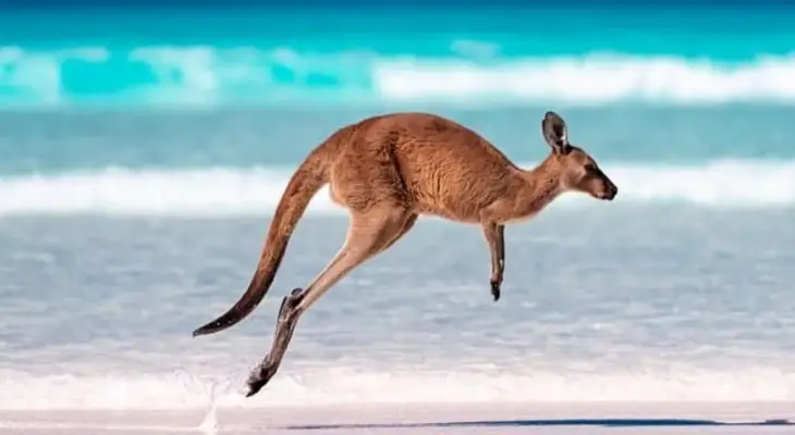 Getting to Know the Animals that Become Australian National Icons