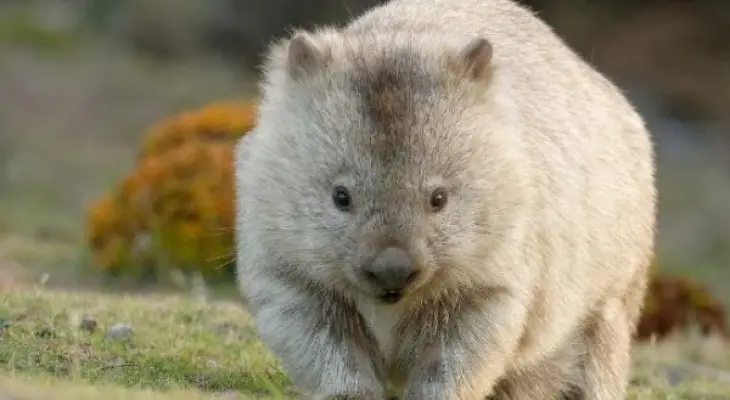 Getting to Know the Animals that Become Australian National Icons