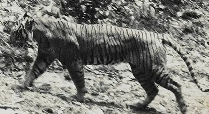 Researchers Deny Javanese Tiger Findings