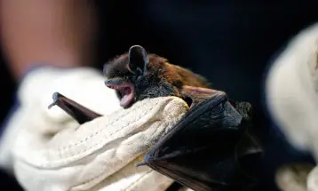 Waiter vs. Waitress: Is Gender the Only Difference?